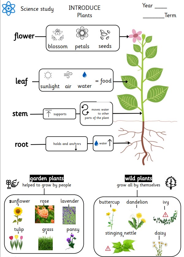 St Thomas CE Academy - Science Year 1